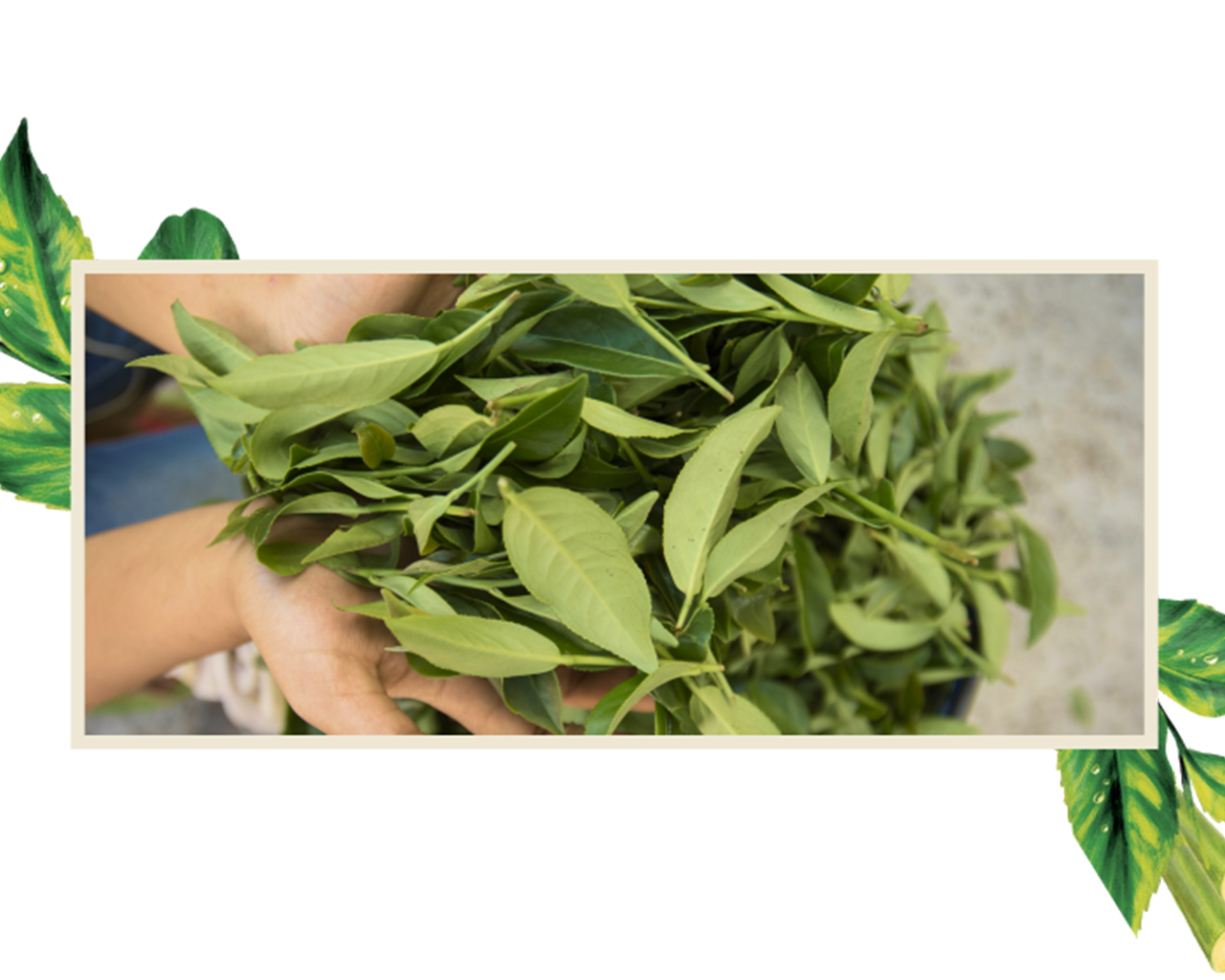 Gold Peak Tea - About us | Coca-Cola US